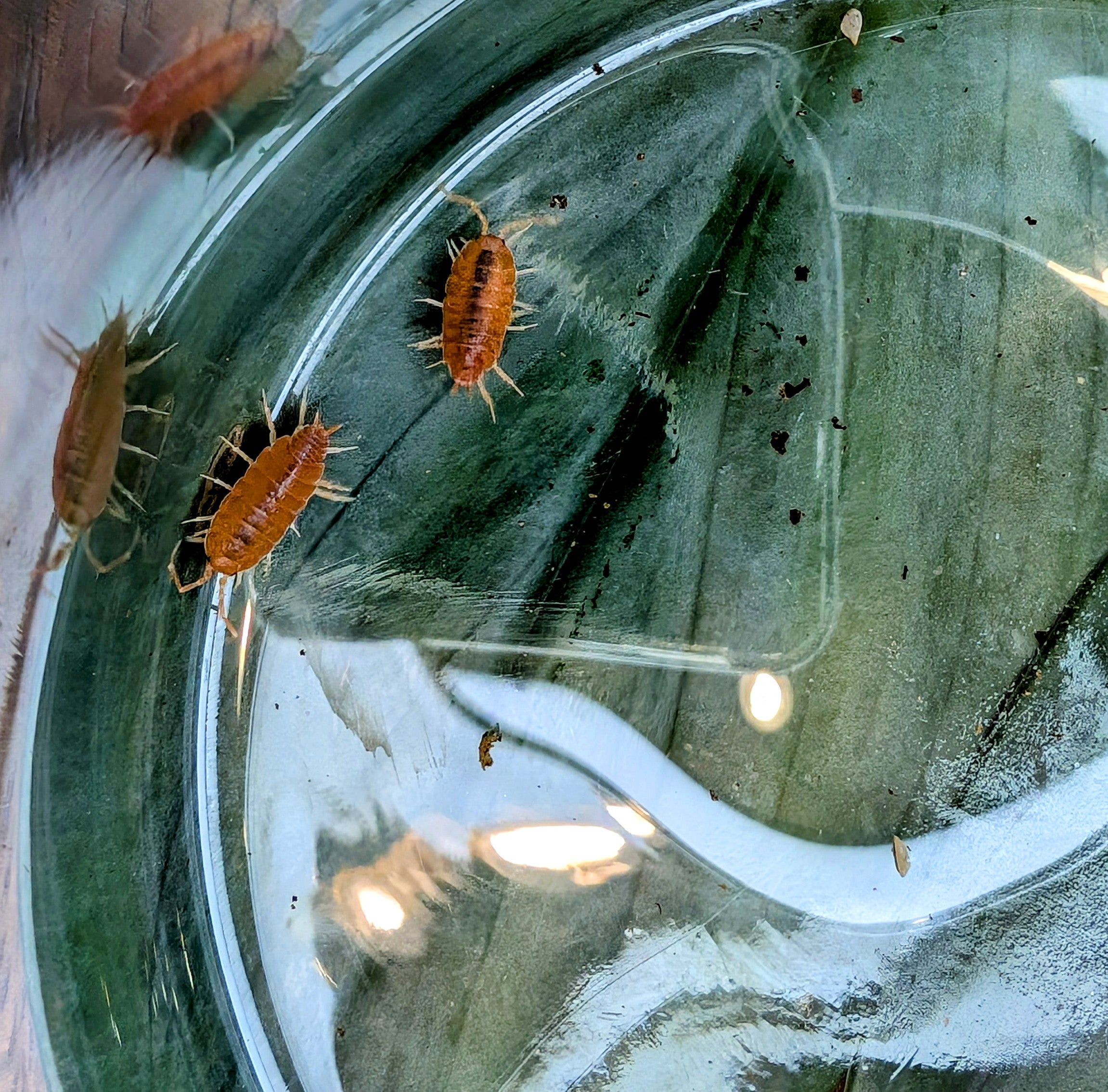 DIY Isopod Enclosure Class | The Wicked Plant Co