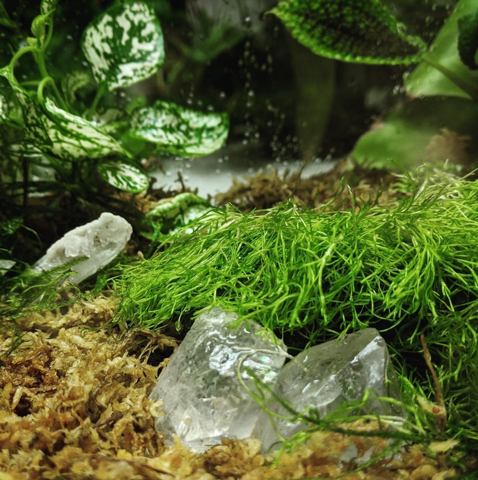 DIY Terrarium Class | The Wicked Plant Co